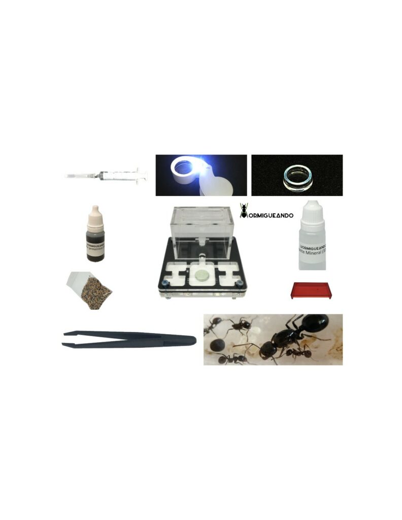 Kit Inicio Messor barbarus SC (colonia incluida)