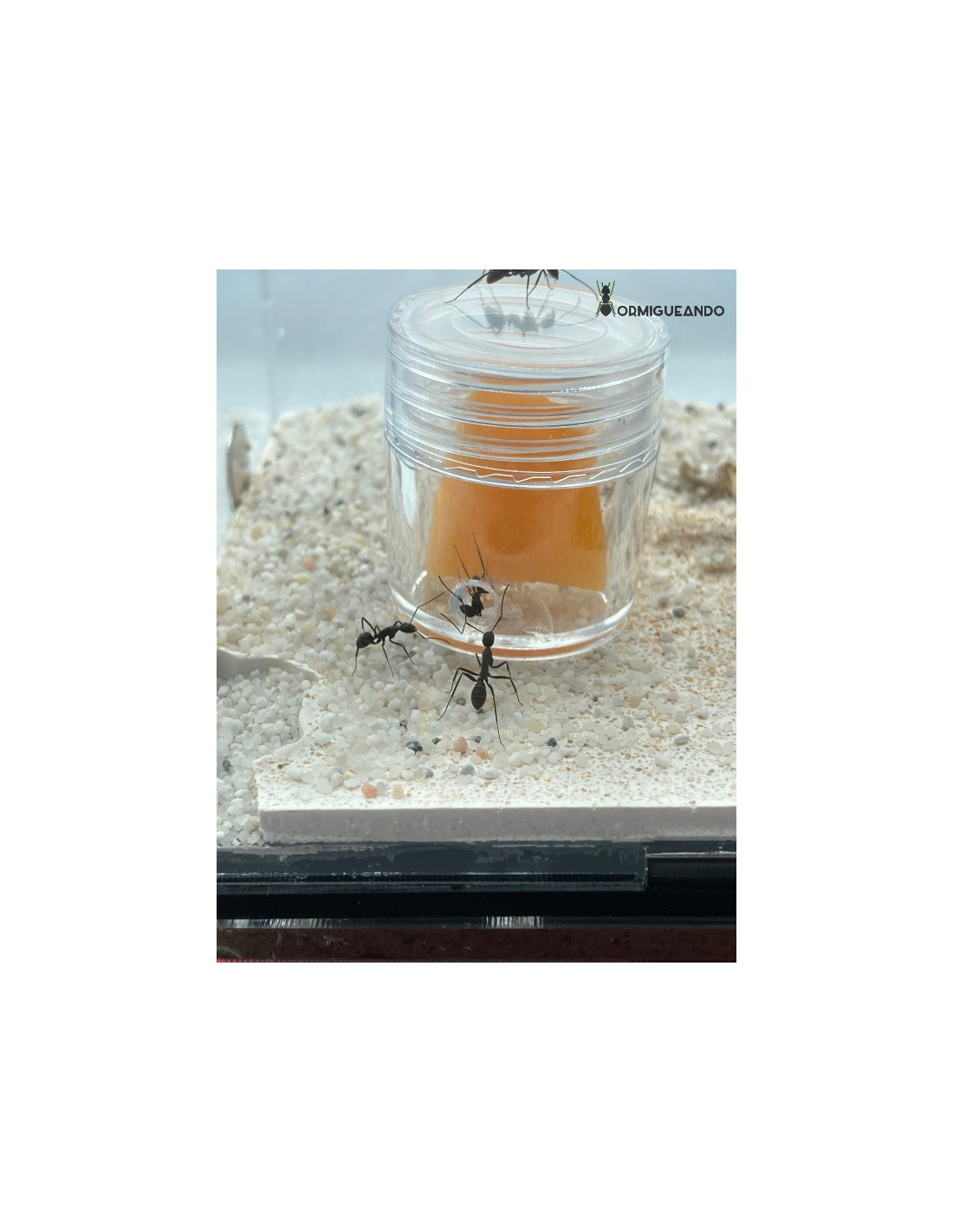 feeding area